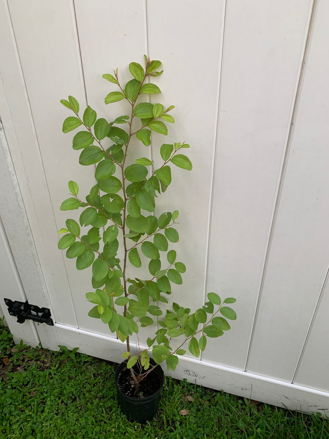 Jujube(deshi Boroi )tree( Sweet and Sour Taste) 3 Ft Tall (no Ship CA ...