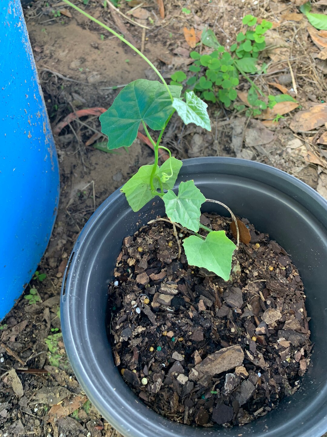 Tindora Plant (from Root Will Fruiting Next Year))no Ship CA and AZ - Etsy