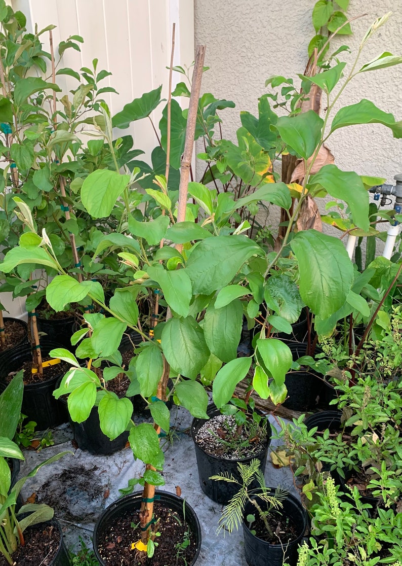 Thai Jujube Tree (grafting)3ft Tall (will Be Fruiting This Year ...