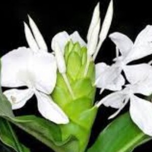 Butterfly Ginger (dolon Chapa) Flower Plant - Etsy