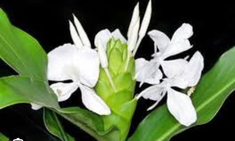 Butterfly Ginger (dolon Chapa) Flower Plant - Etsy