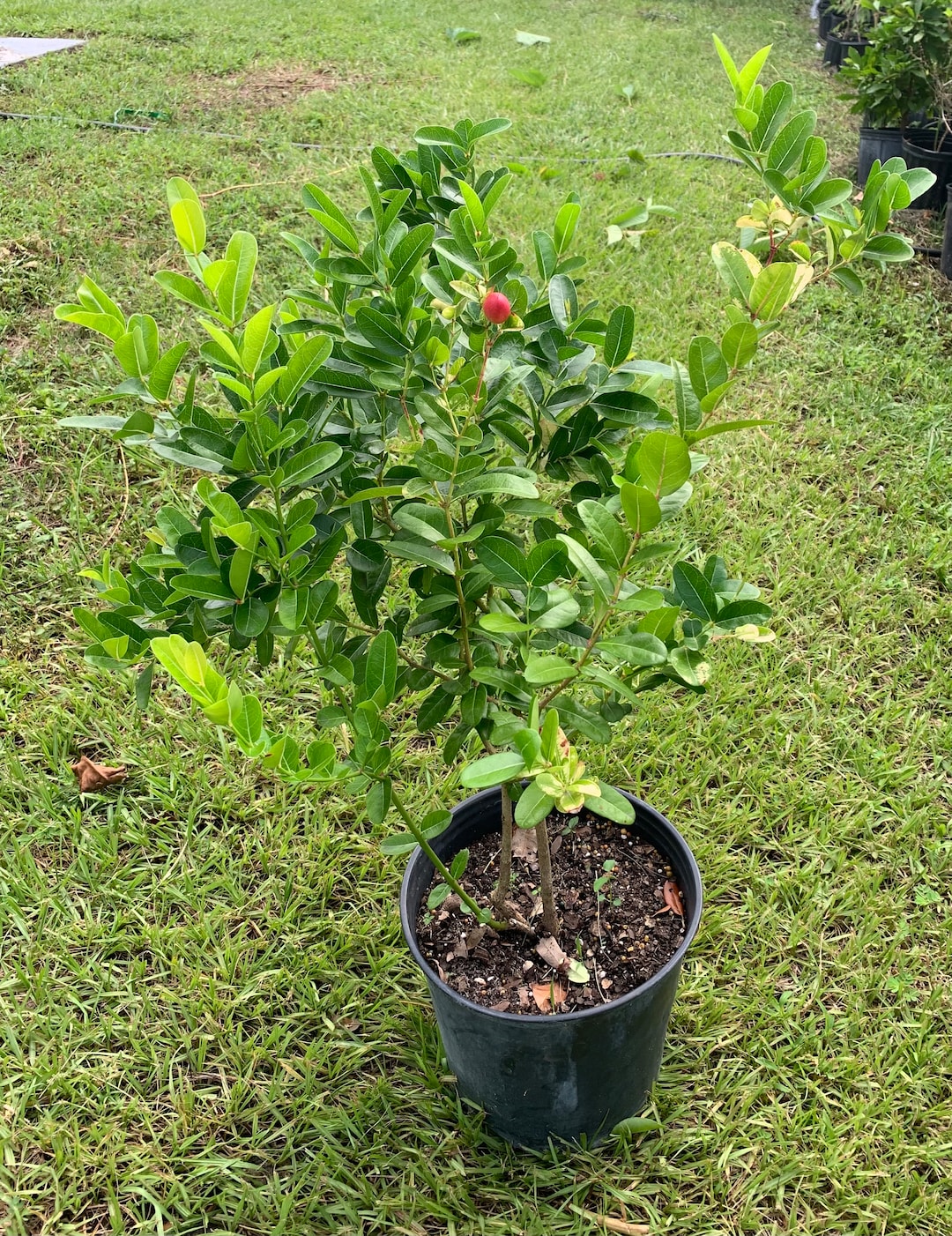 Karonda Fruit (koromcha)tree (2 Ft Tall) No Ship CA and AZ - Etsy