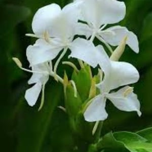 Butterfly Ginger (dolon Chapa) Flower Plant - Etsy