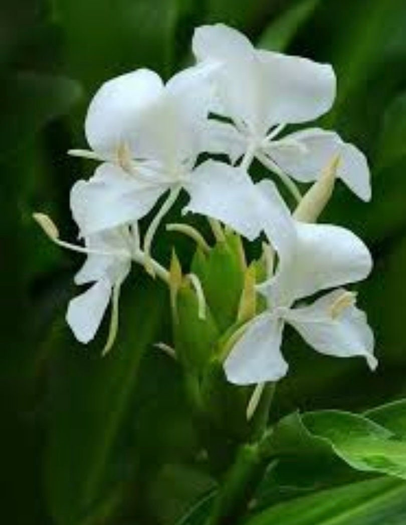 Butterfly Ginger (dolon Chapa) Flower Plant - Etsy