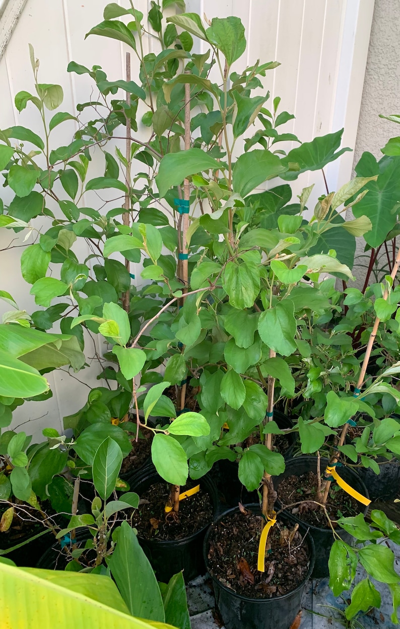 Thai Jujube Tree (grafting)3-4 Ft Tall (will Be Fruiting This Year ...
