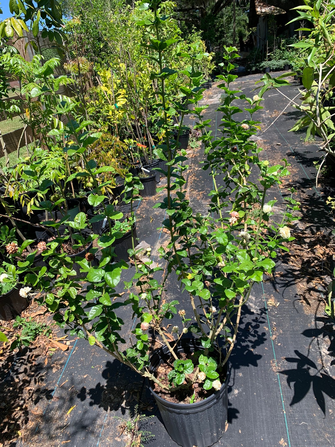Grand Duke Jasmine Flower Plant Bush With Flower(4-5 Ft Tall))no Ship ...