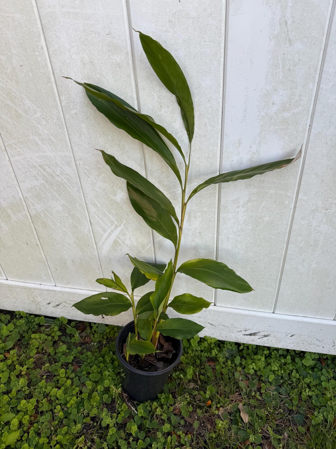 Elaichi/ Green Cardamom Plant - Etsy