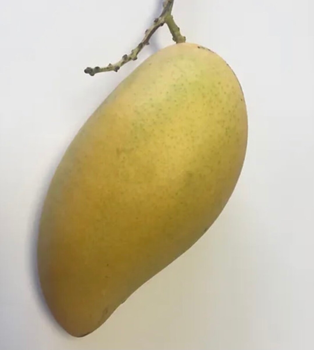 Num Doc Mai (sia Thong) Mango Tree (1-2 Ft Tall)grafting)no Ship CA Am ...