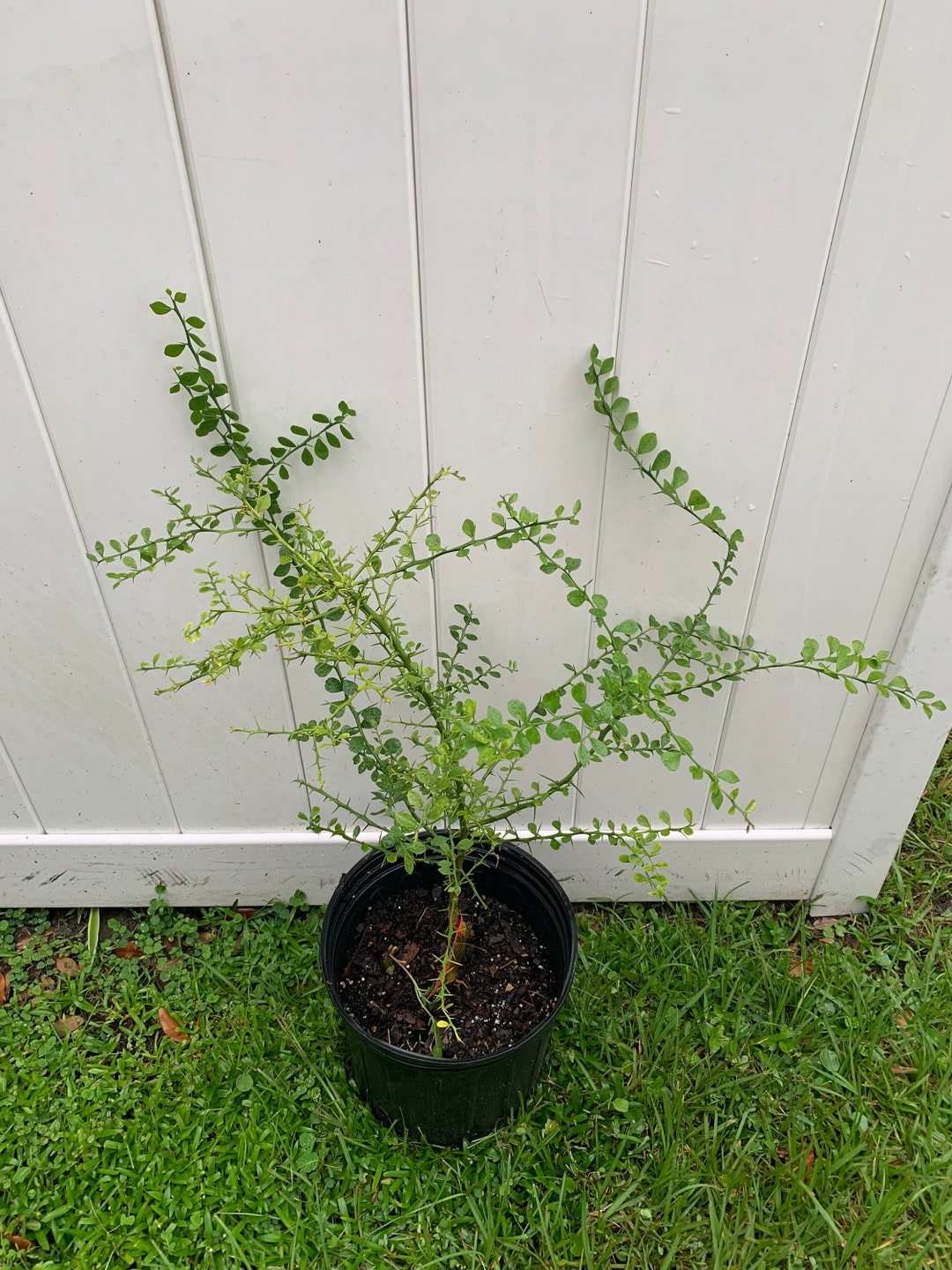 Red Finger Lime Tree (2 Ft Tall) With Be Fruiting Soon) No Ship CA and ...