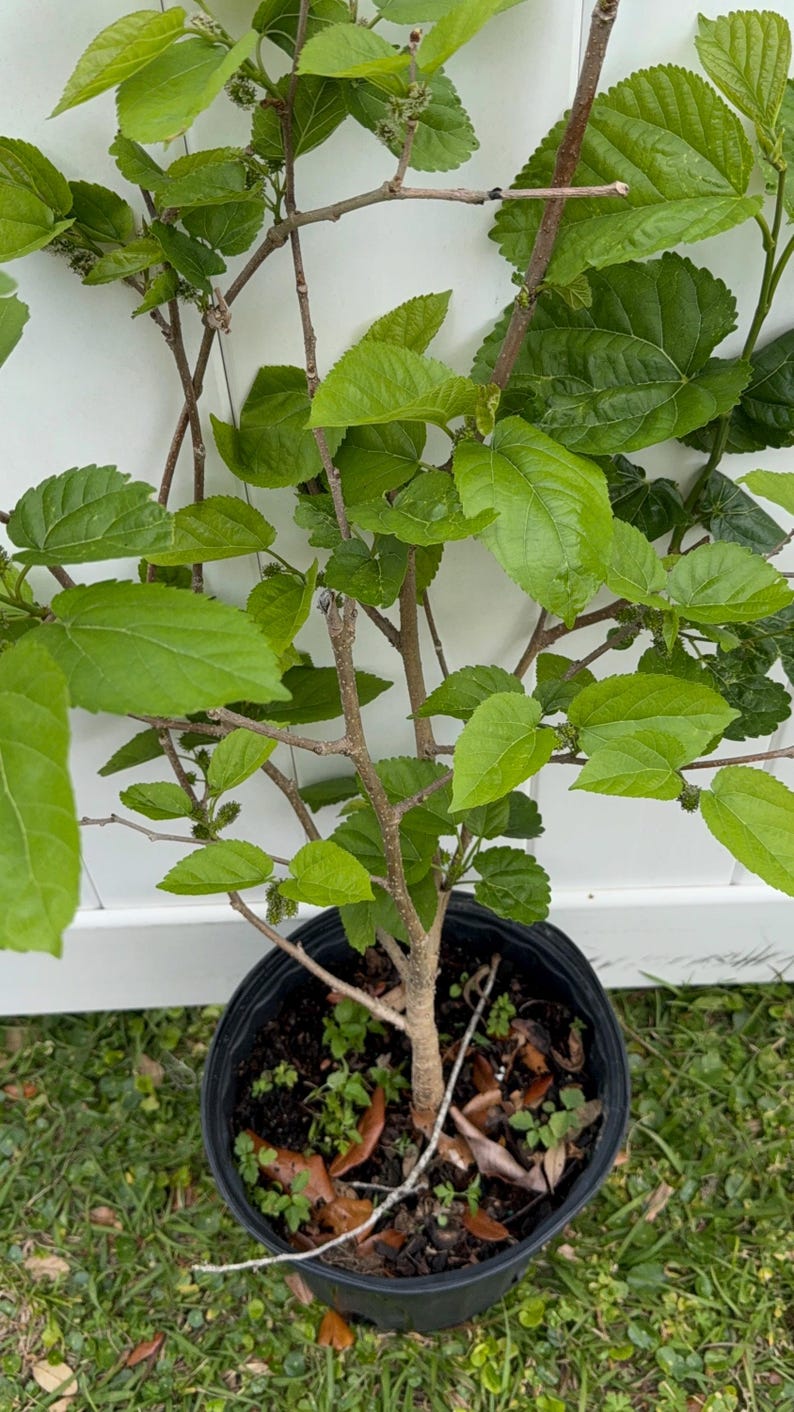 Dwarf Maui Mulberry Tree (2 -3ft Tall) - Etsy