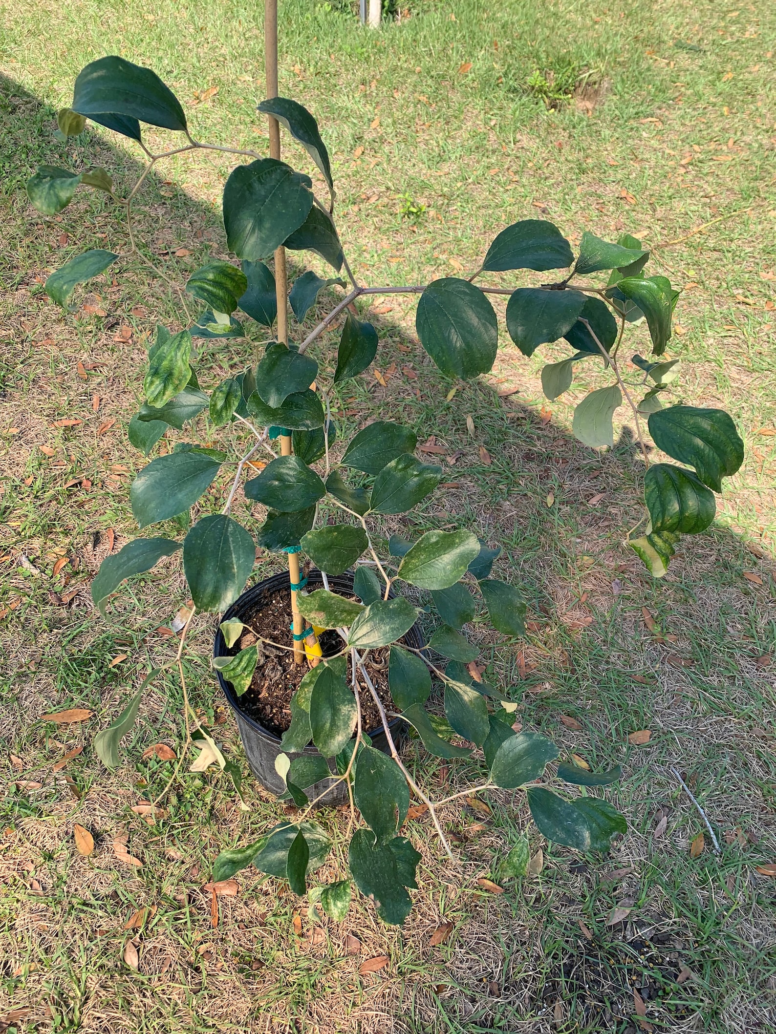 Thai Giant Jujube Tree (2-3 Ft Tall))no Ship CA and AZ - Etsy