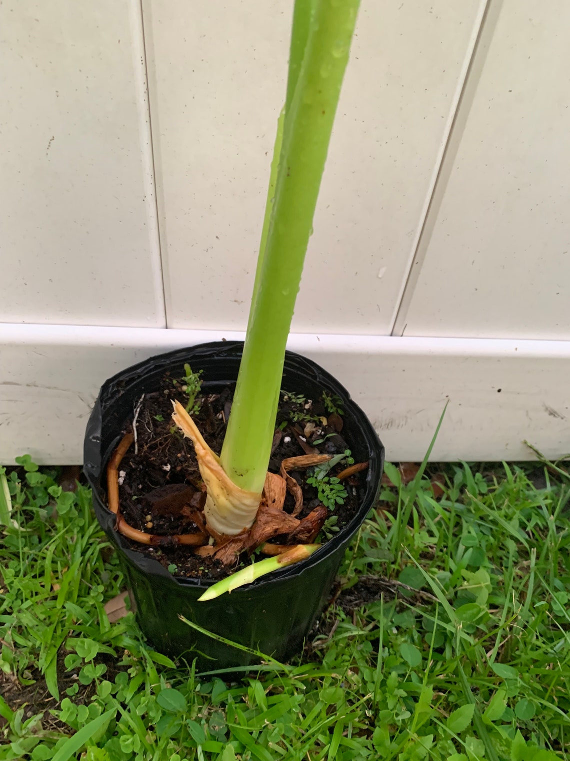 Edible Elephant Ear Plant (narkali Kachu) - Etsy