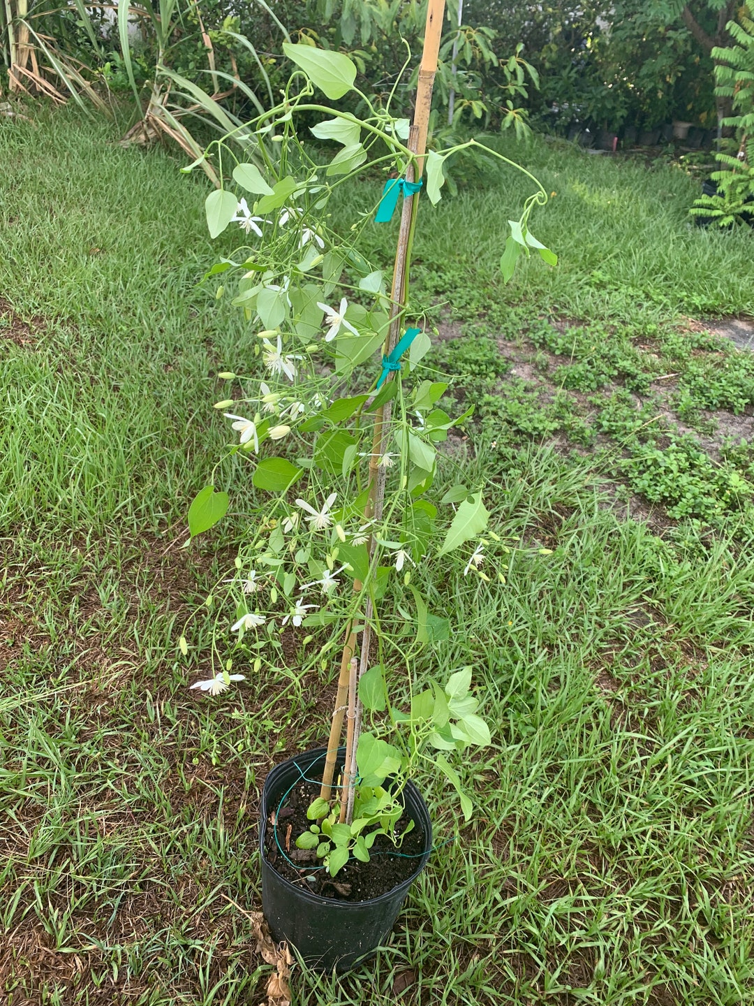 Aromatic Jui Flower Vine ( 3-4ft Tall) No Ship CA and AZ - Etsy