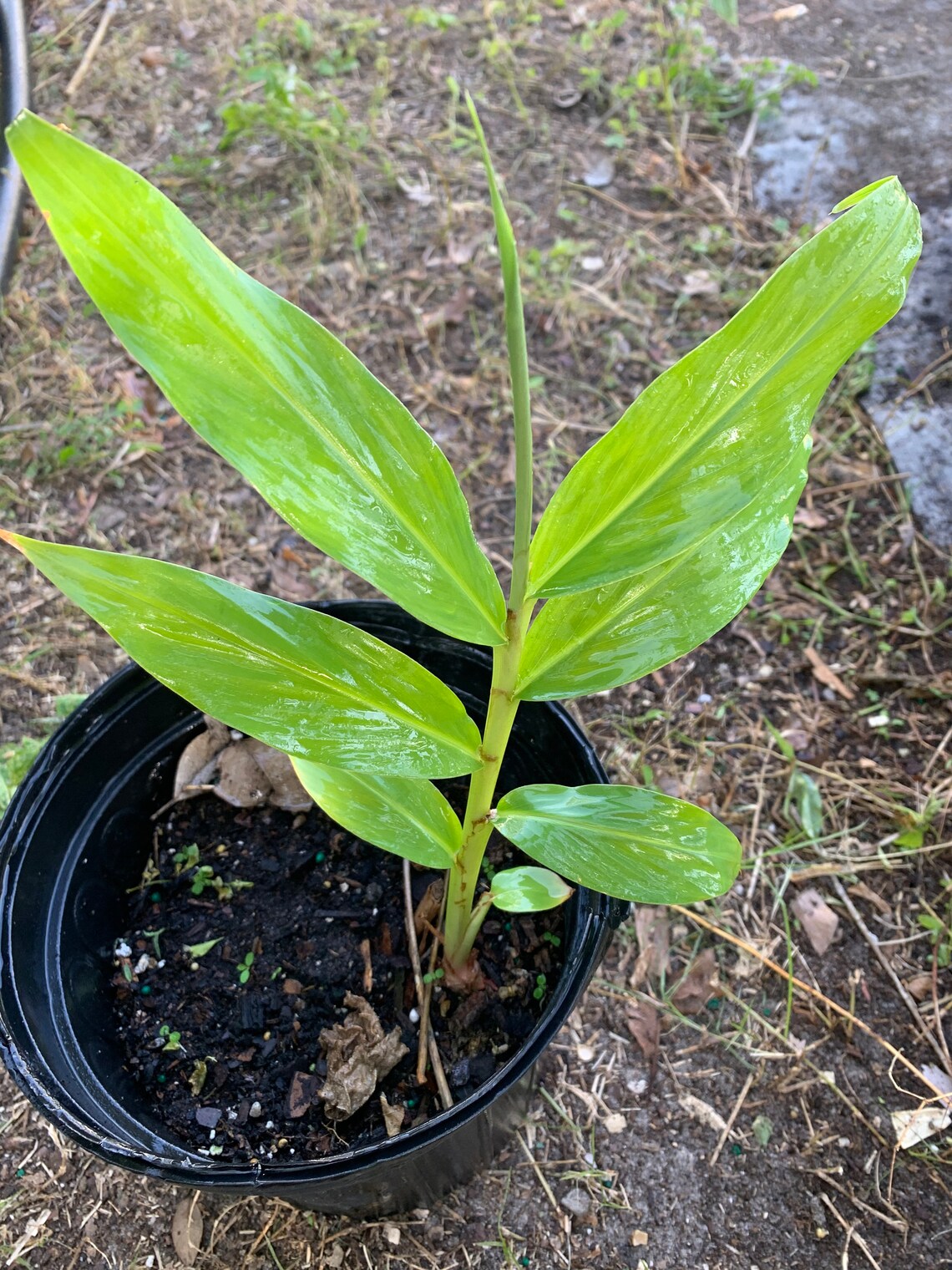 Butterfly Ginger (dolon Chapa) Flower Plant - Etsy