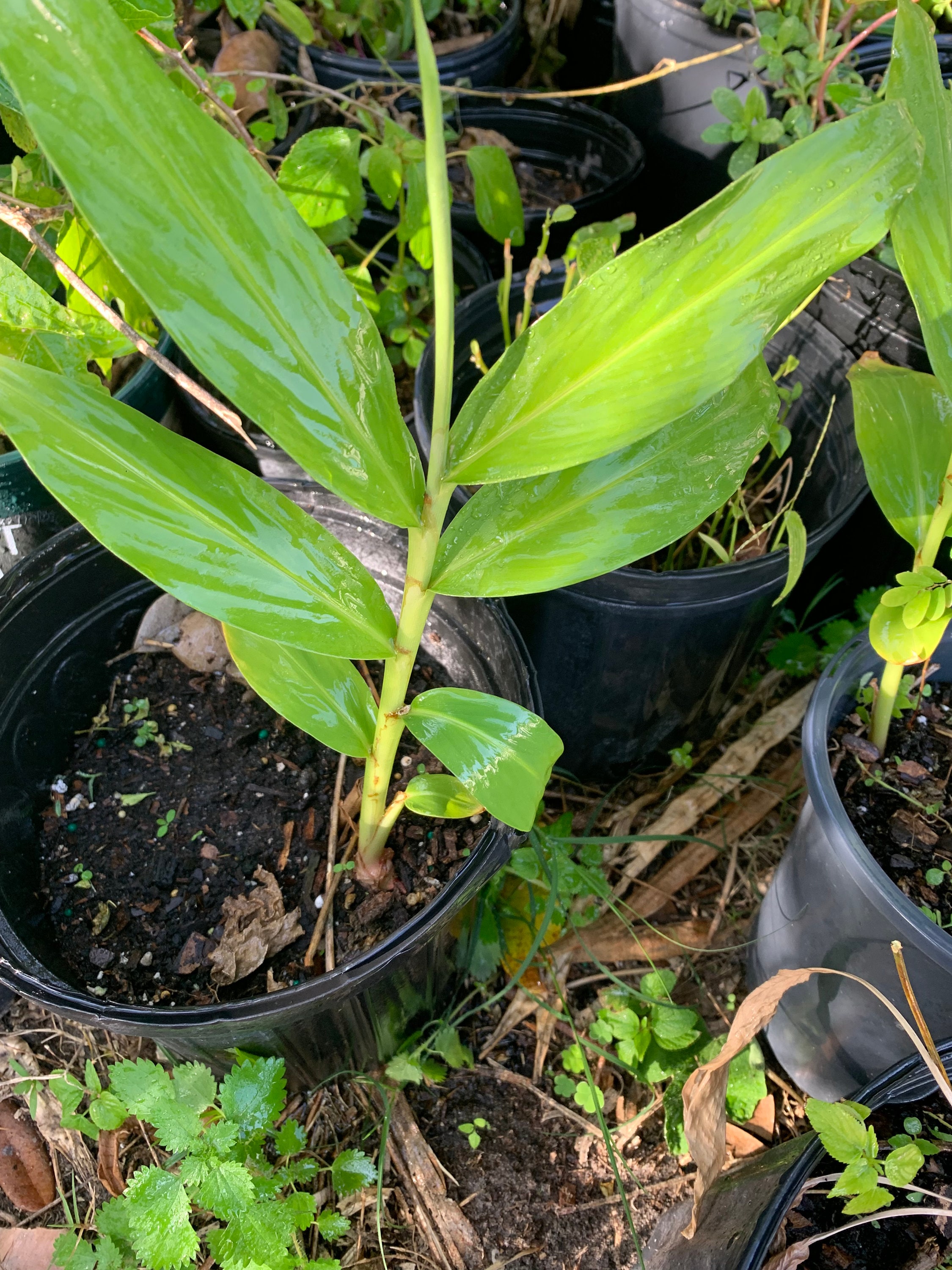 Butterfly Ginger (dolon Chapa) Flower Plant - Etsy