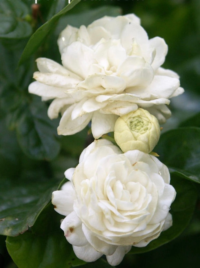 Thai Jasmine /grand Duke Jasmine Flower Plant (2ft Tall))no Ship CA and ...