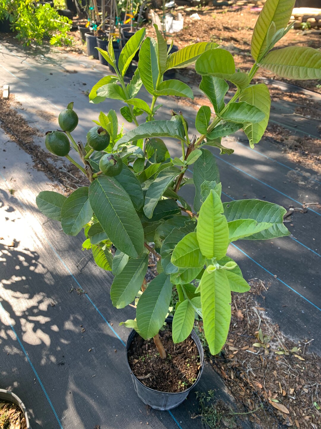 Ruby Supreme Guava Tree (3 Ft Tall))no Ship CA and AZ - Etsy