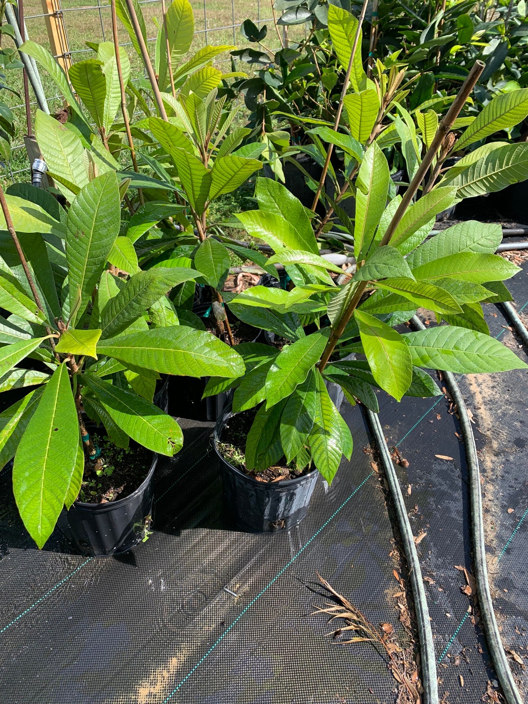 Mamey Sapote Fruit Tree (2 Ft Tall) Grafting - Etsy