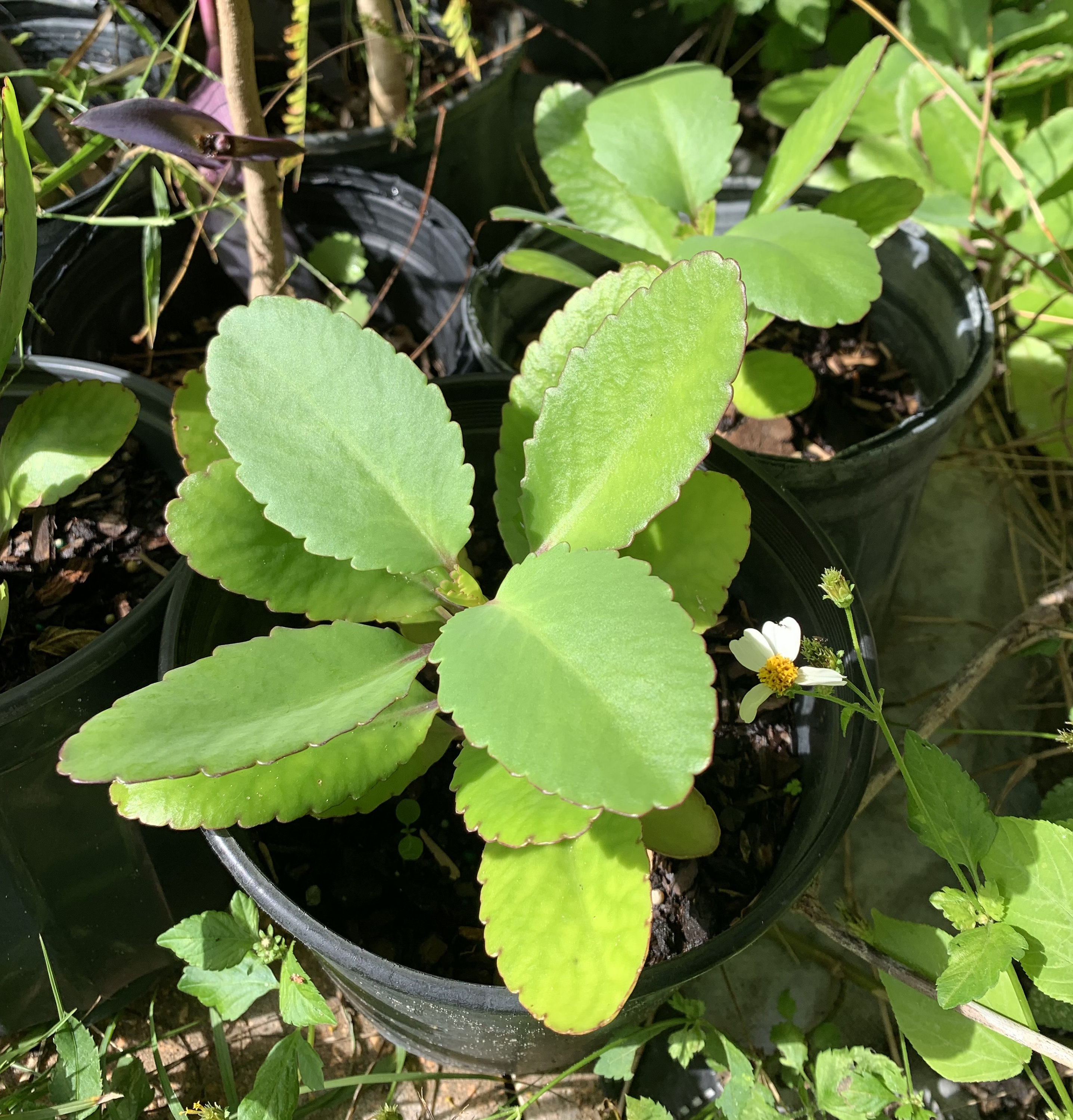 Kalanchoe Pinnata/miracle Leaf/live Leaf Plant)no Ship CA and AZ - Etsy