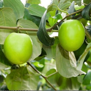 Thai Jujube Tree (grafting)3-4 Ft Tall (will Be Fruiting This Year ...