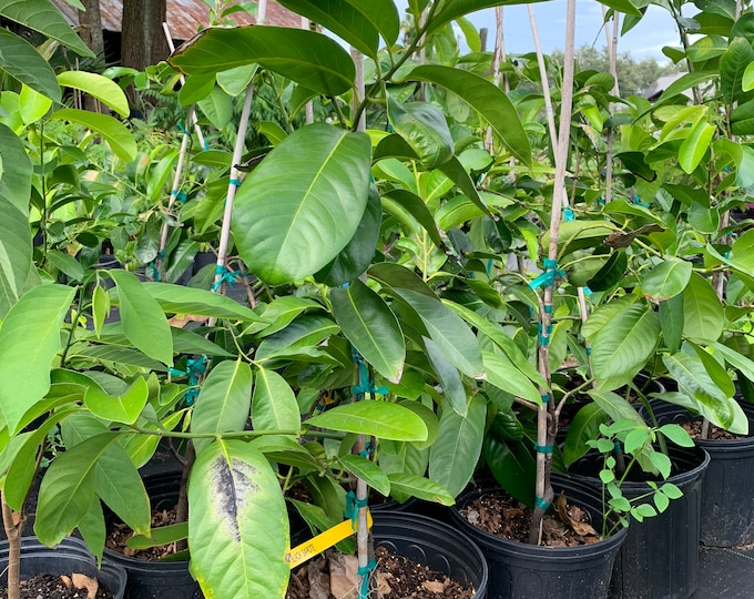 Black Sapote Grafted Tree (3 Ft Tall) Will Be Flowering Soon(no Ship ...