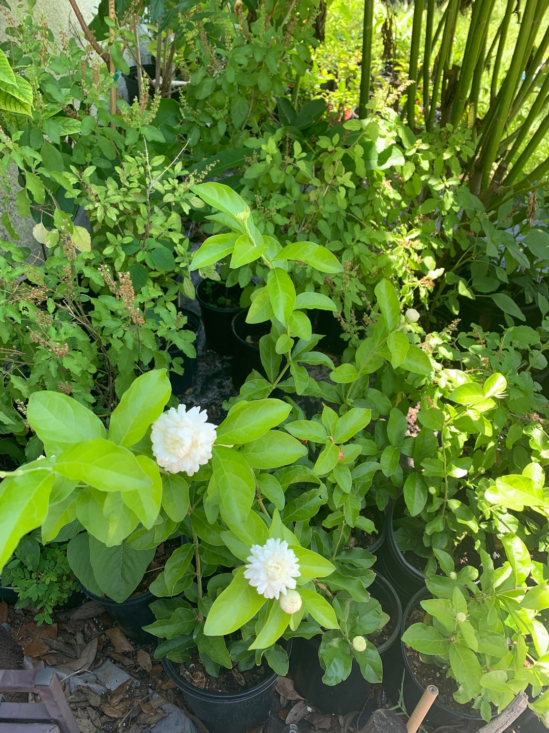 Grand Duke Tuscany Jasmine Flower Plant (1 Ft Tall) - Etsy