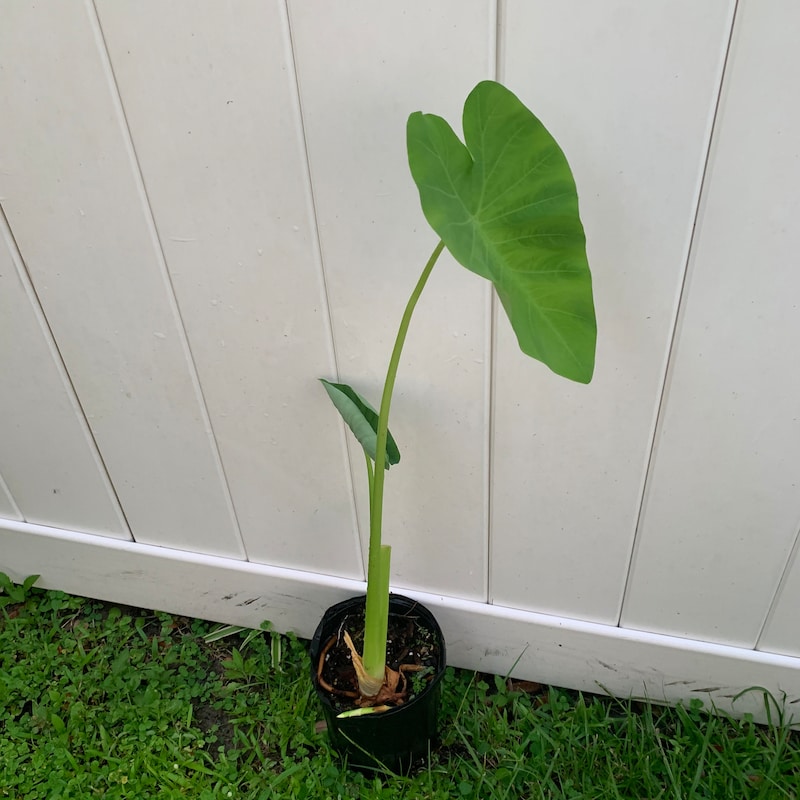 Elephant Ear Plant - Etsy