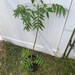 Neem Tree 2 Ft Tallno Ship CA and AZ - Etsy UK