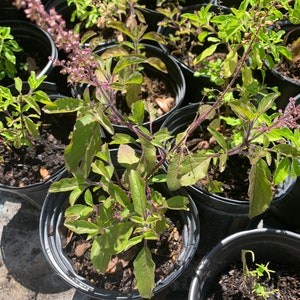 Purple Holy Basil tulsi Plant 6 Inch Tall - Etsy