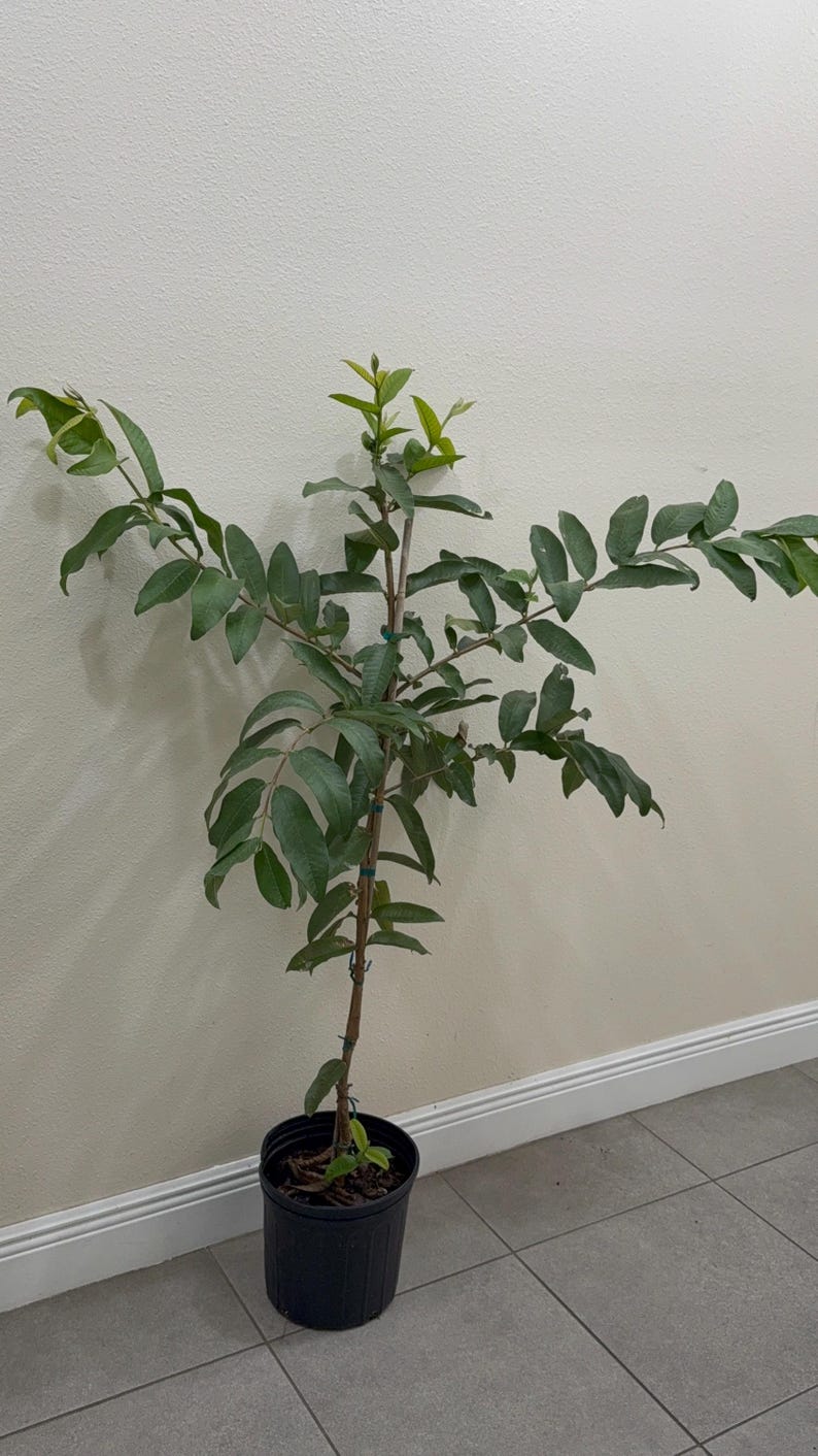 Ruby Supreme Guava Tree (air Layer) 3-4feet Tall ( With Flowers)with Be ...