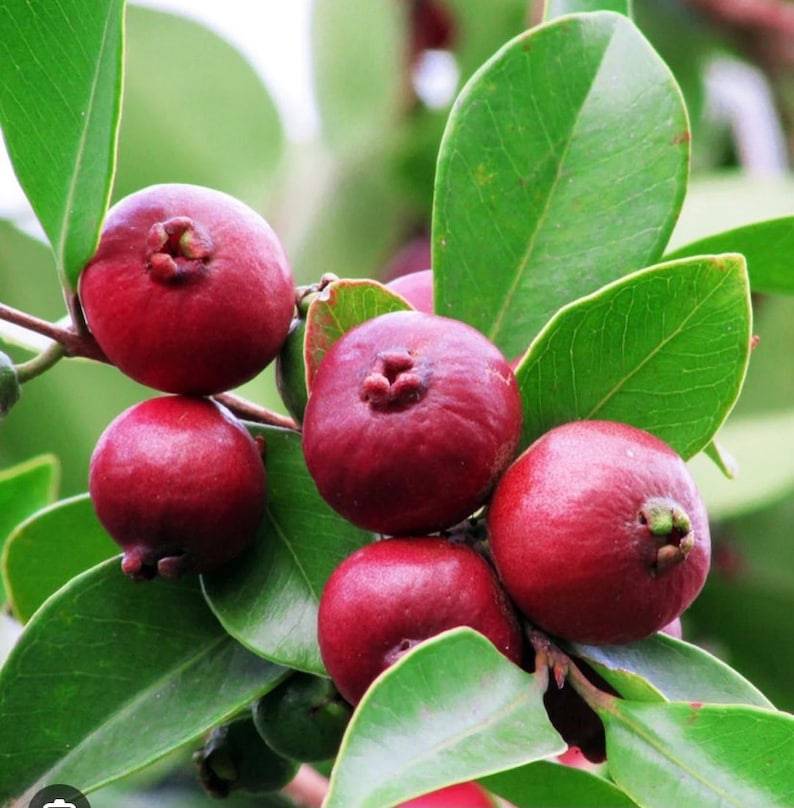 Strawberry Guava Tree (almost3ft Tall))no Ship CA and AZ - Etsy