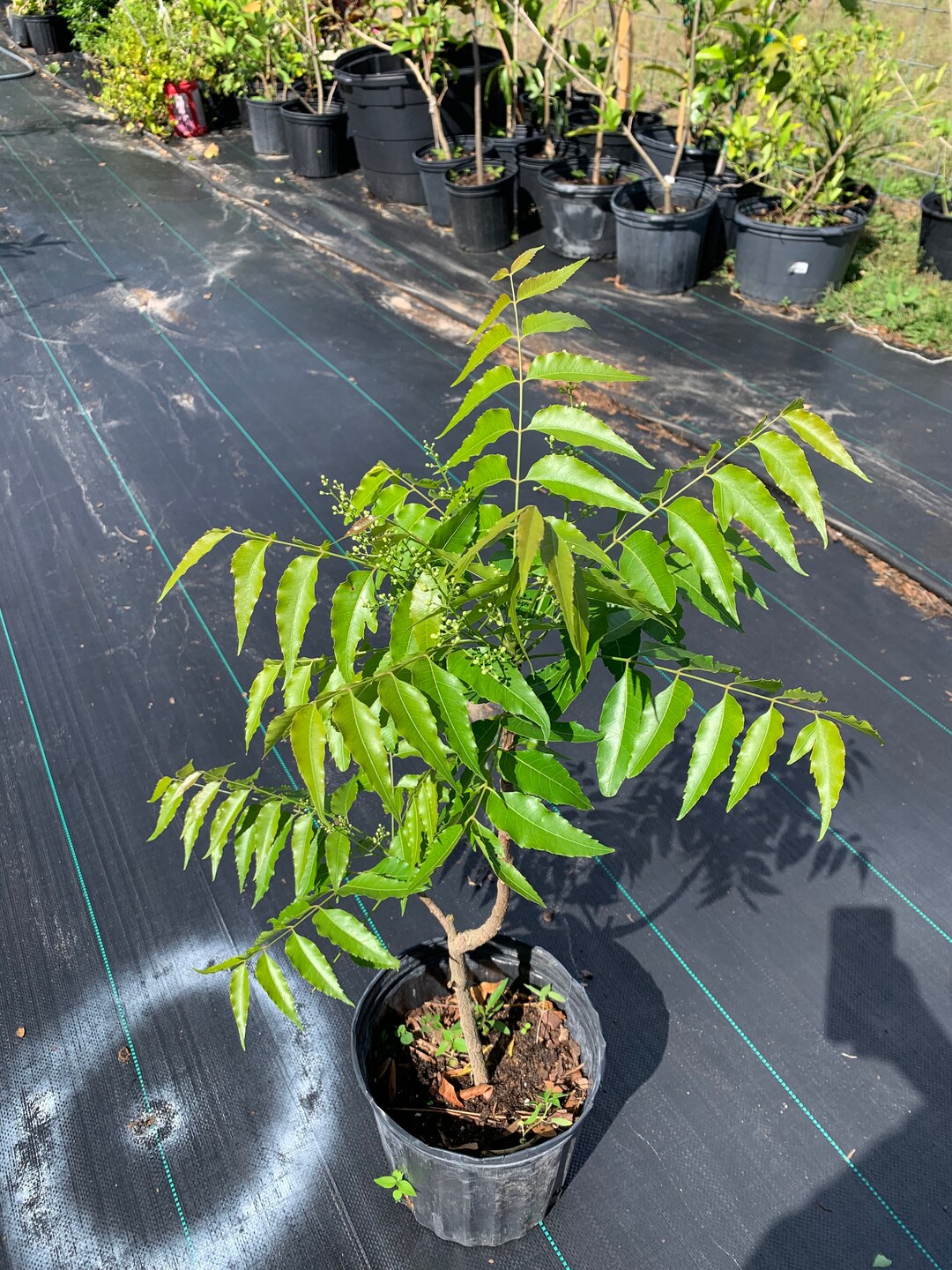 Neem Tree 2 Ft Tallno Ship CA and AZ - Etsy