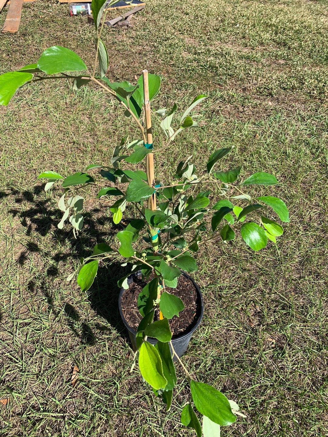 Thai Giant Jujube Tree 2-3ft Tall Fruit is Big Sweet and Crunchywill Be ...