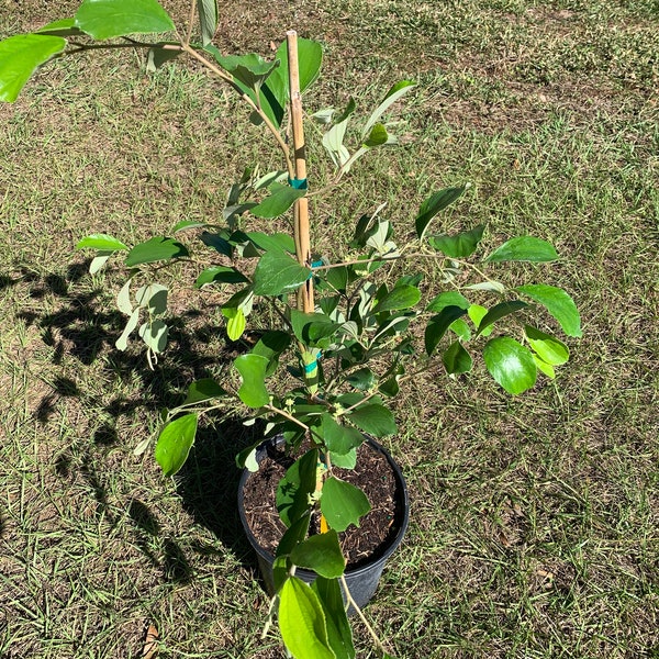 Tiger Tooth Jujube Tree - Etsy