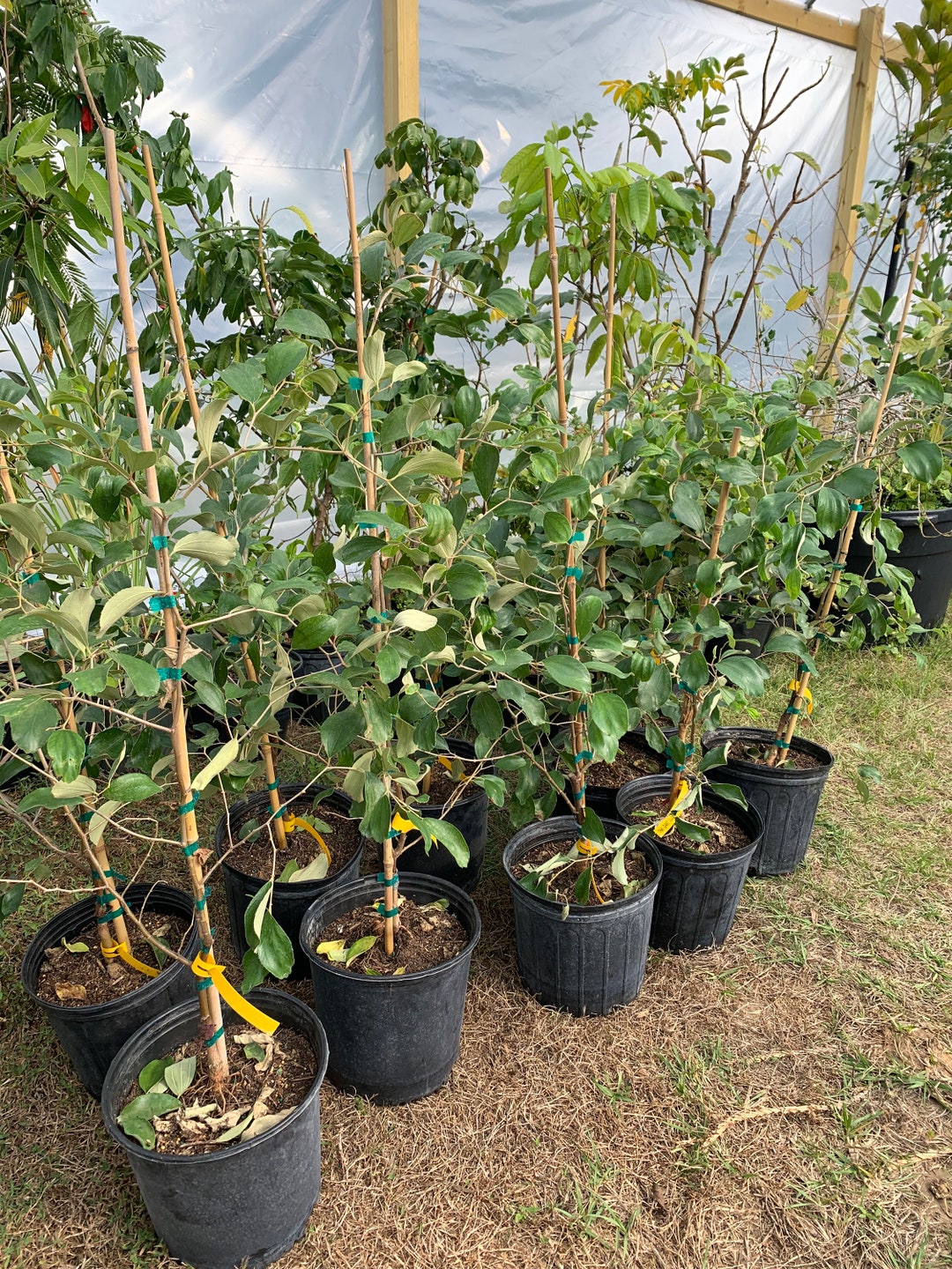 Thai Giant Jujube Tree (2-3ft Tall) Fruit is Big Sweet and Crunchy(will ...