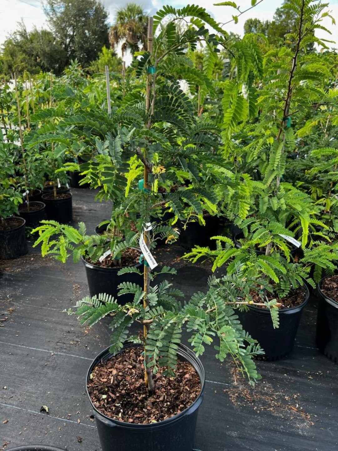Thai Sweet Tamarind Tree With Flower (2 Ft Tall))no Ship CA and AZ - Etsy