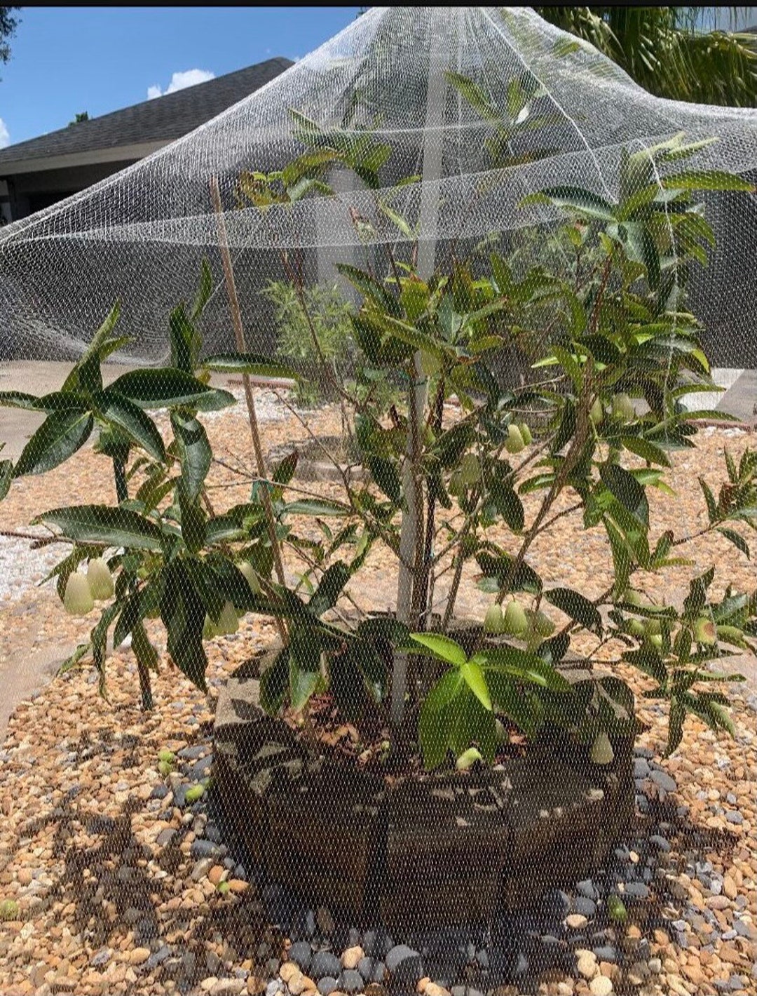 Thai Green Wax Apple /wax Jambu Tree/green Diamond Tree With Flower(2 ...