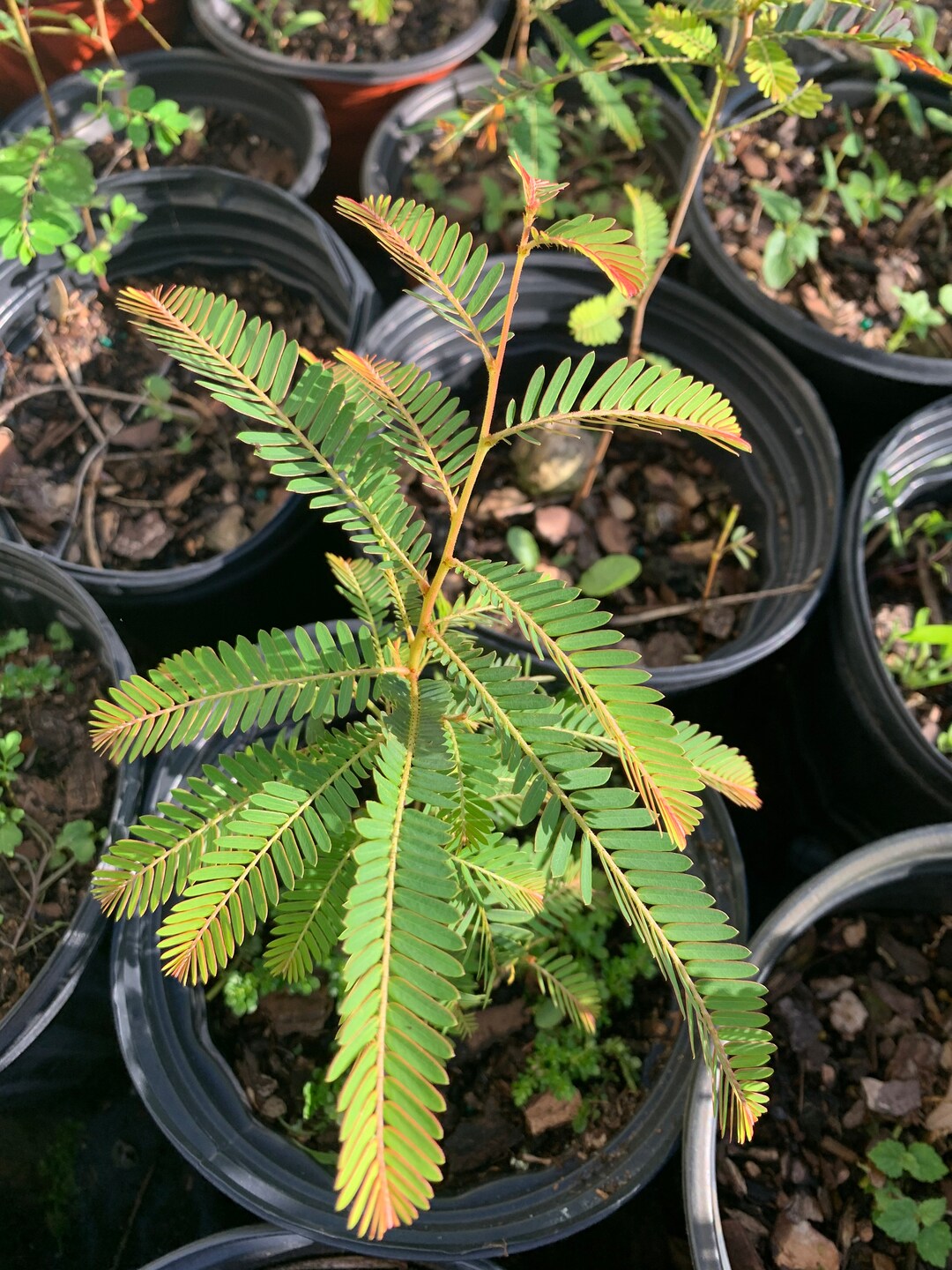 Gooseberry amla /amoloki Plant From Seed 1ft Tall No Ship CA and AZ - Etsy