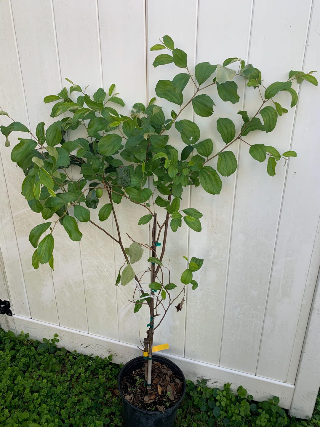 Thai Jujube Tree With Flower and Fruit (4 Ft Tall) No Ship CA and Az - Etsy