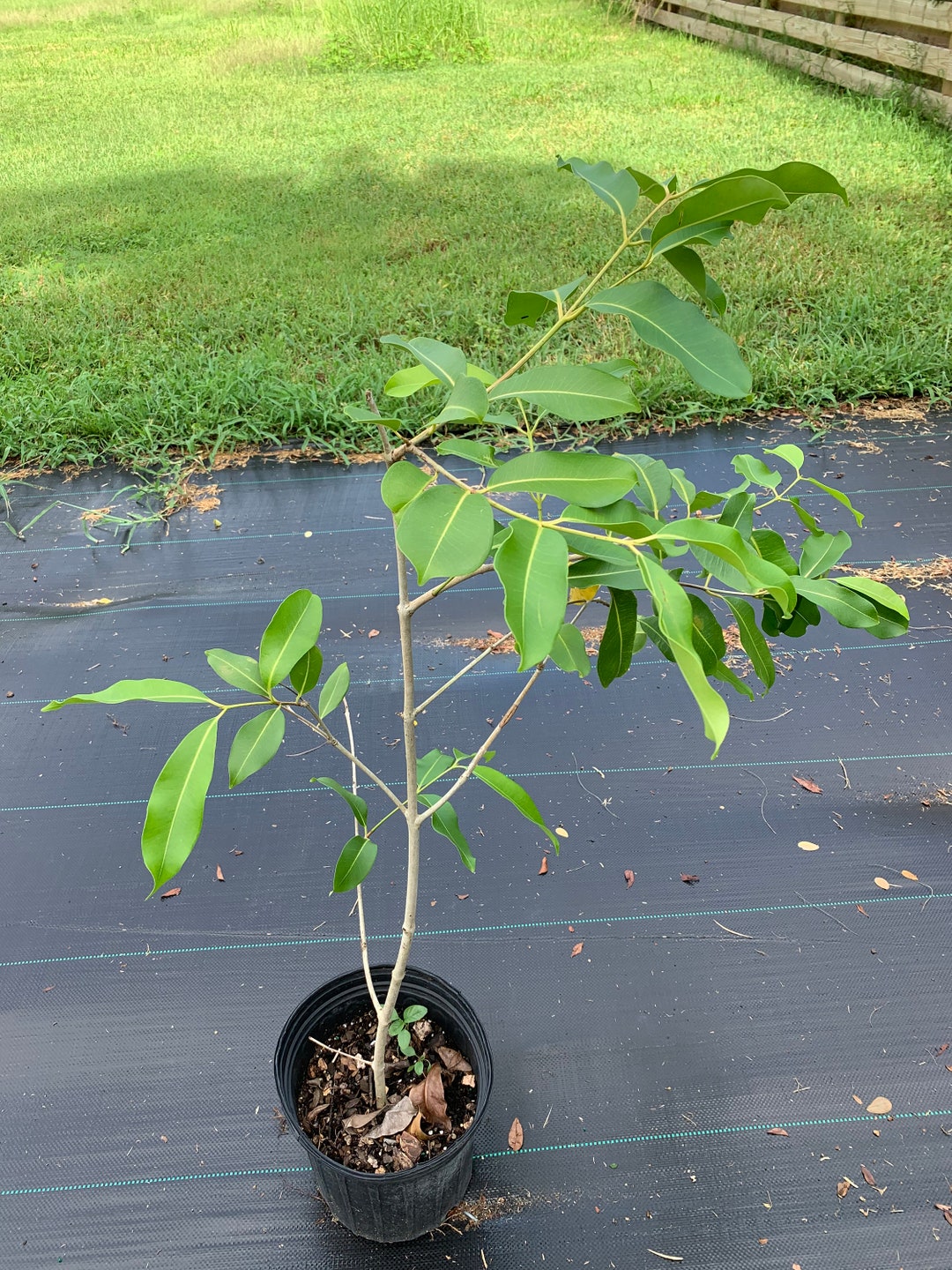 Java Plum (jamun) Tree (3ft Tall) No Ship CA - Etsy