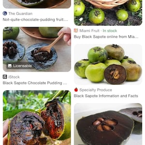 Black Sapote Grafted Tree (3 Ft Tall) Will Be Flowering Soon(no Ship ...