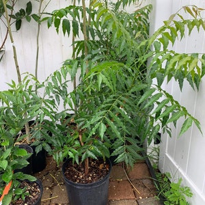 Neem Tree 2 Ft Tallno Ship CA and AZ - Etsy