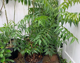 Live Neem Trees, Amazing Useful Trees, 2 to 3 Feet Tall, 1 Gallon does ...