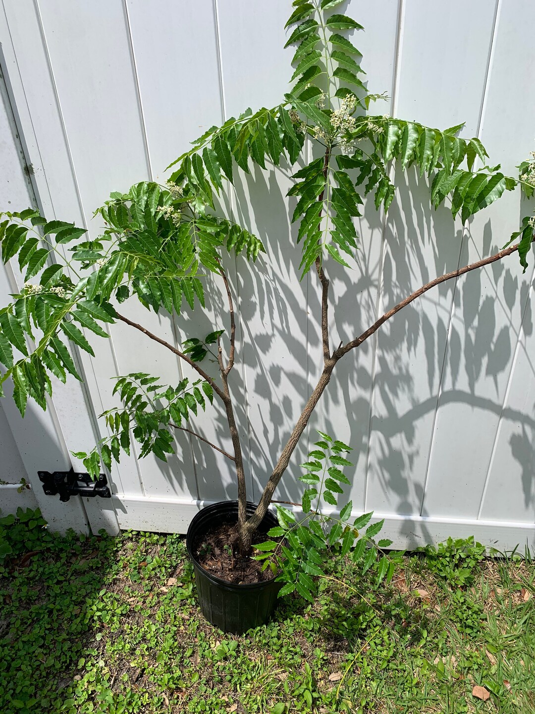 Neem Tree 2-3 Ft Tall No Ship CA and AZ - Etsy