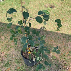 Thai Giant Jujube Tree (2-3ft Tall) Fruit is Big Sweet and Crunchy(will ...