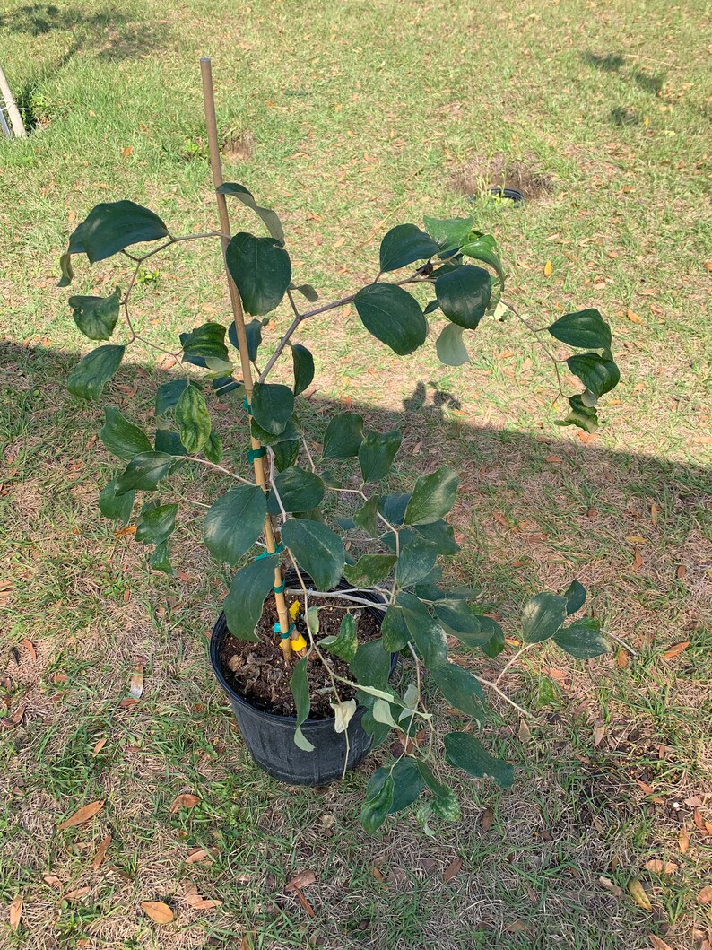 Thai Giant Jujube Tree (2-3ft Tall) Fruit is Big Sweet and Crunchy(will ...