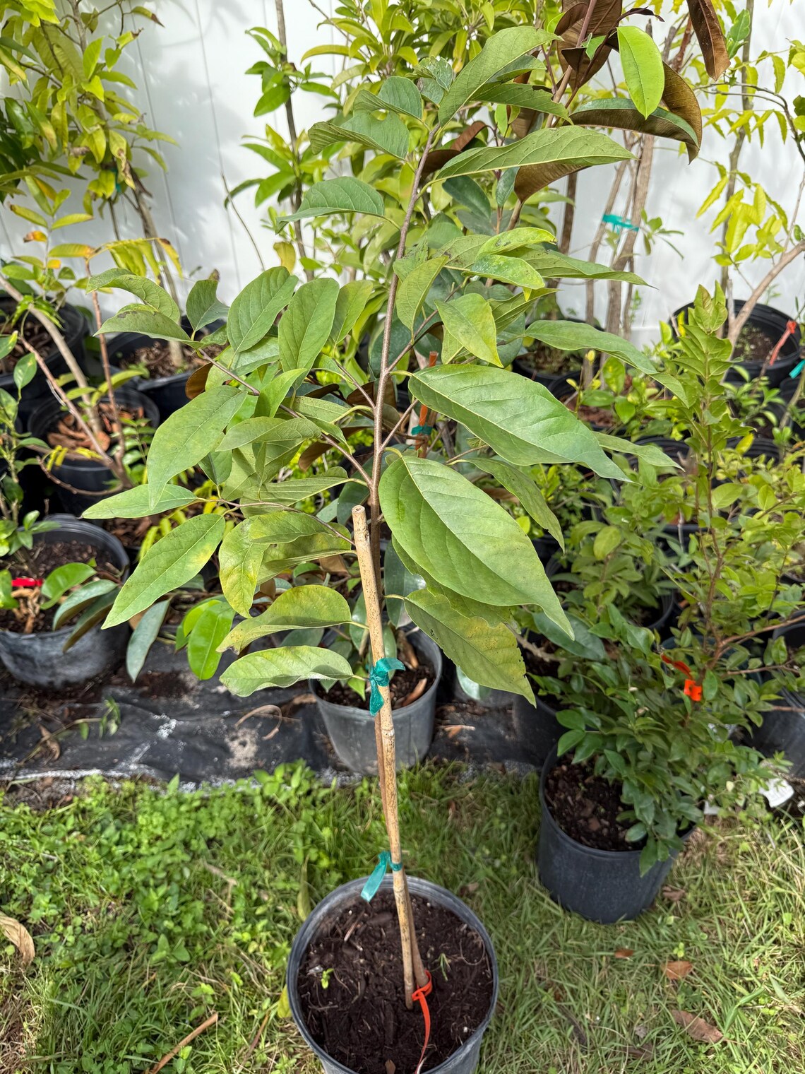 Red Sugar Apple Tree (3-4 Years) Will Be Fruiting Soon - Etsy