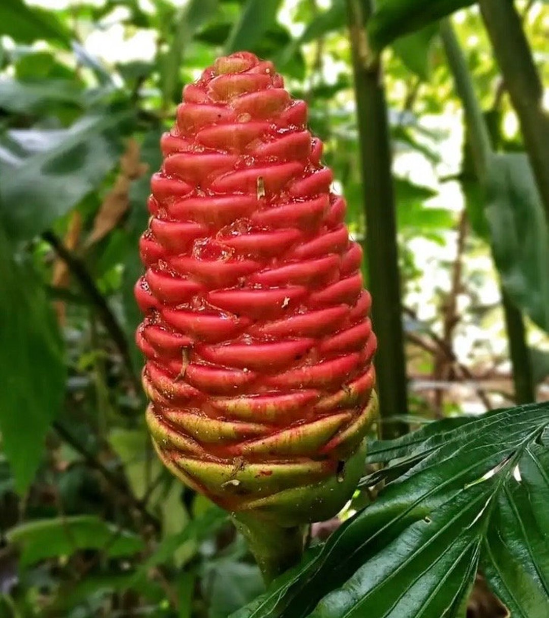 Shampoo Ginger Plant - Etsy