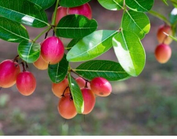 Karonda Fruit