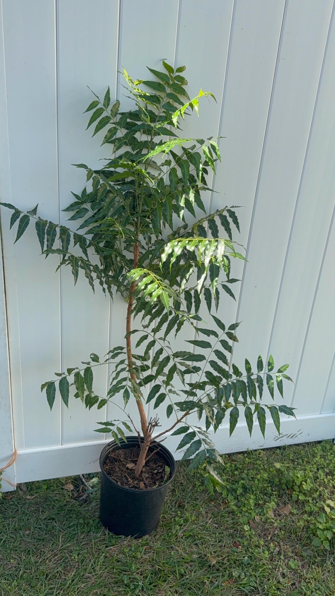 Neem Tree (4ft Tall) No Ship CA and AZ - Etsy Australia